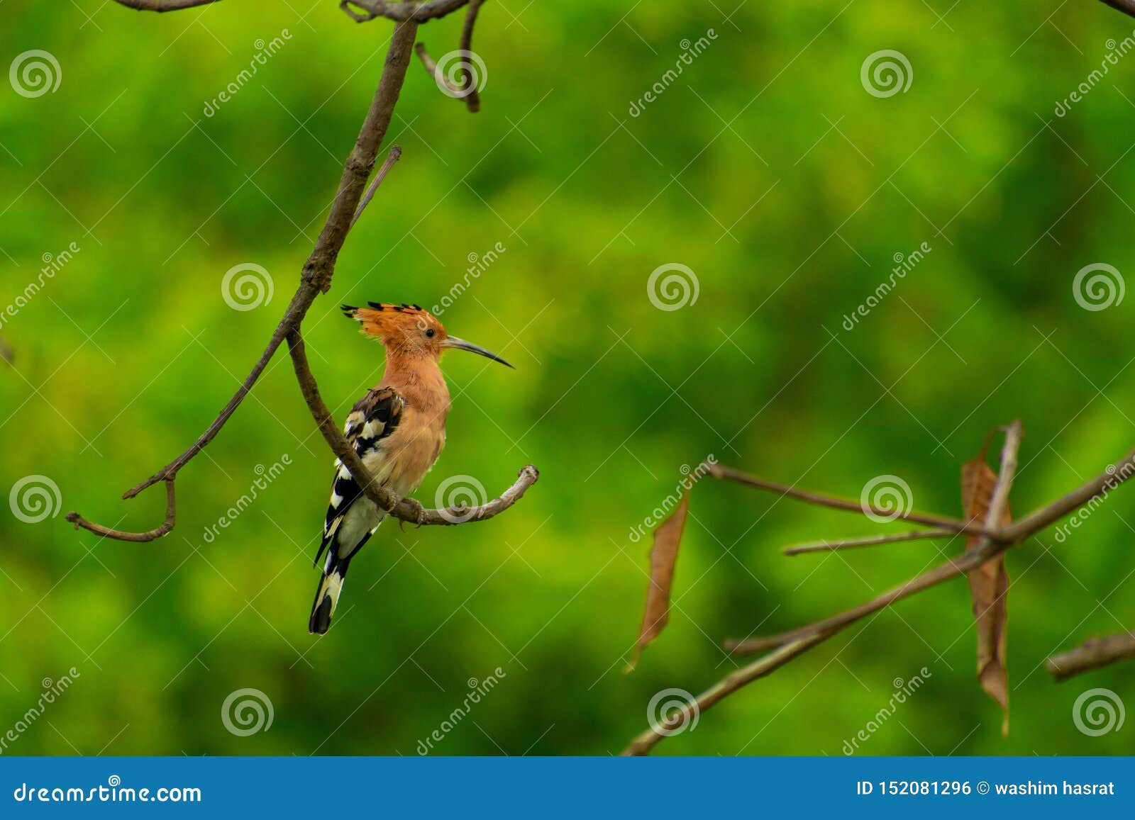 Common Hooper Bird Stock Photos - Free & Royalty-Free Stock Photos from ...