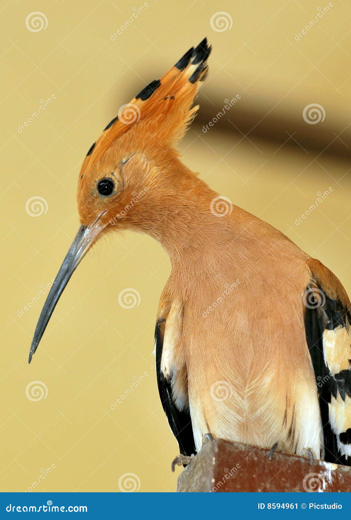 Common hoopoe stock image. Image of plume, feather, bird - 8594961