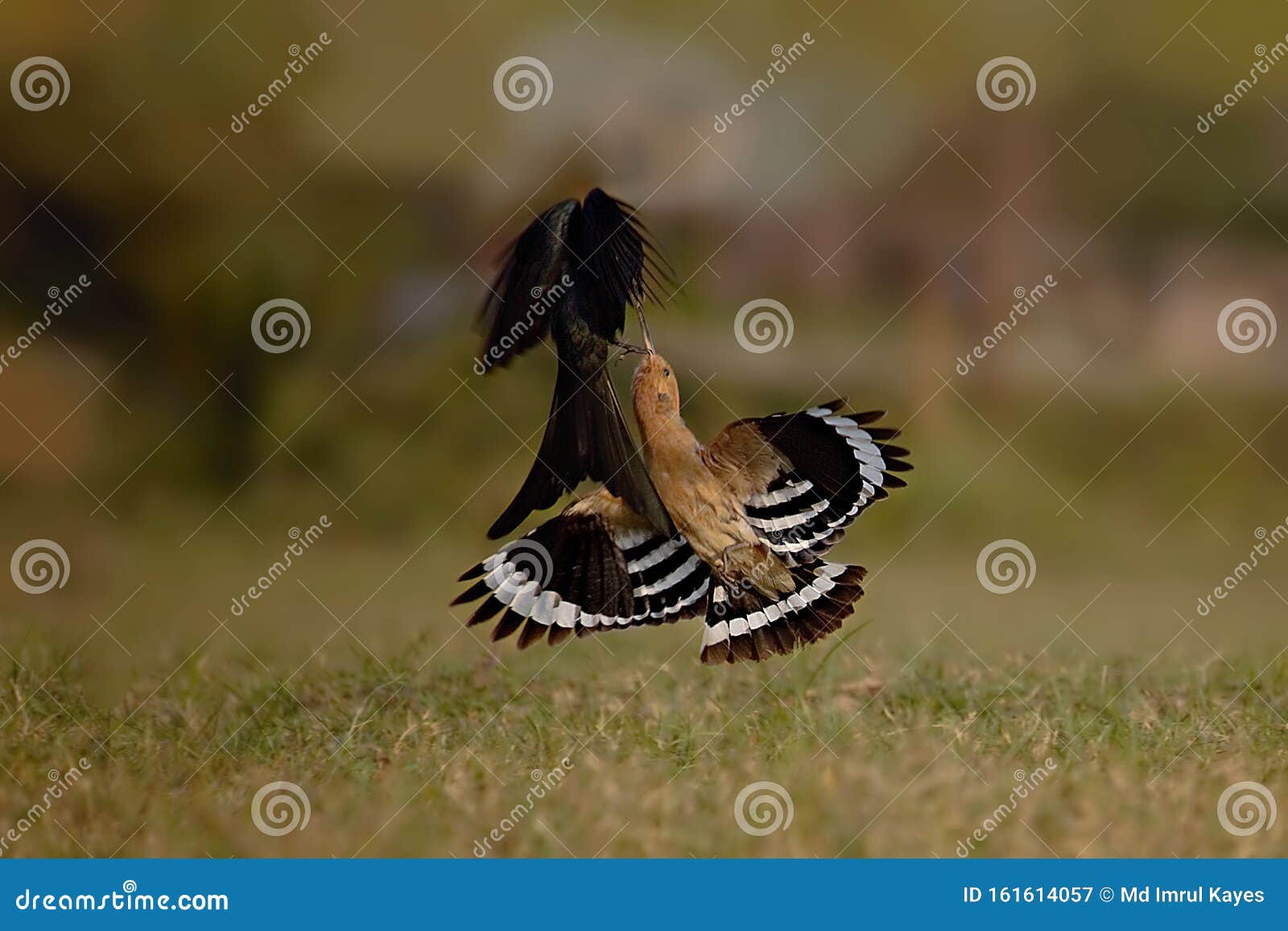 Common Hoopoe Bird Fighting with a Drongo Stock Image - Image of bird ...