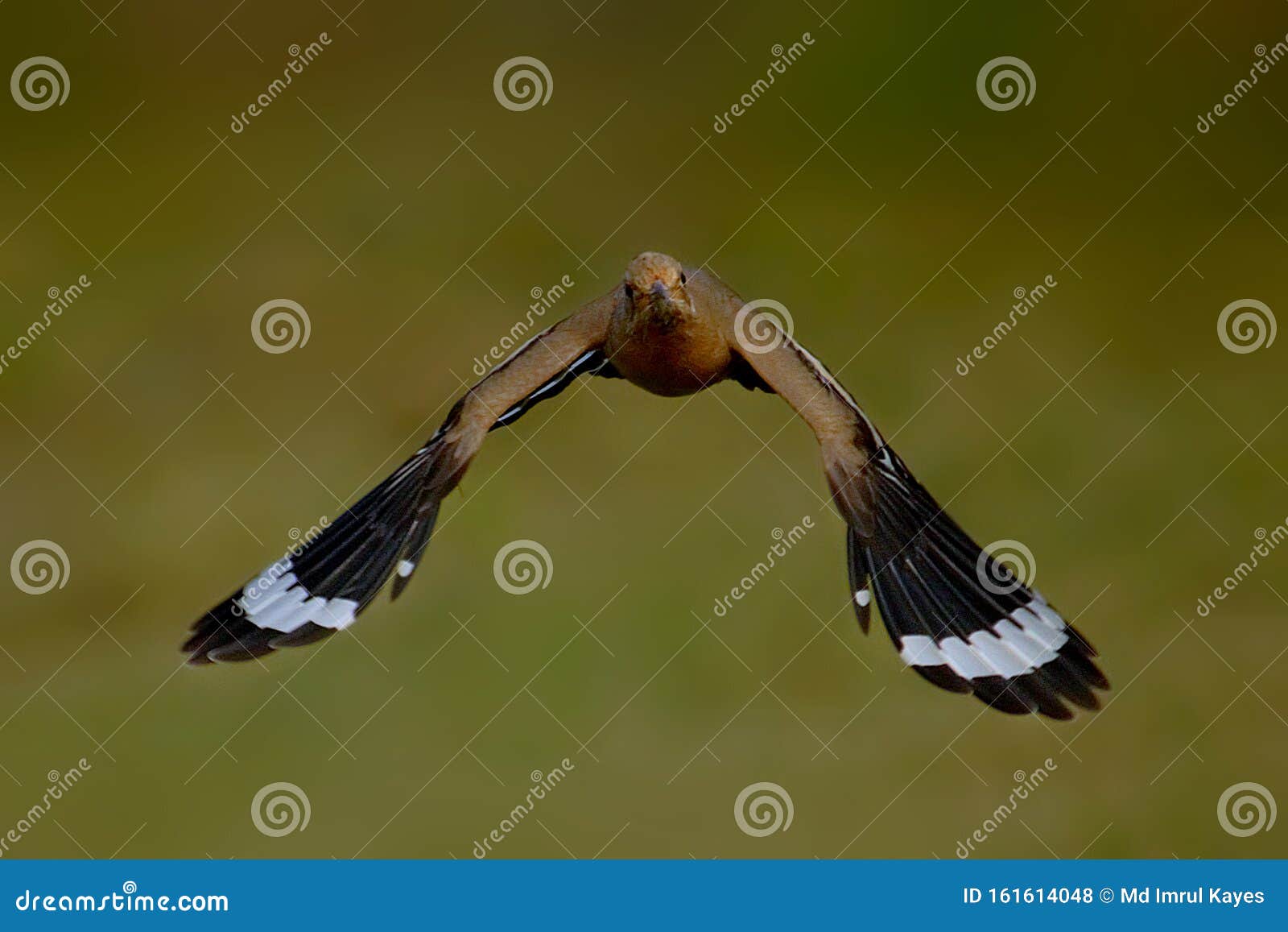 Common Hoopoe Bird Flying in the Air Stock Photo - Image of flying ...