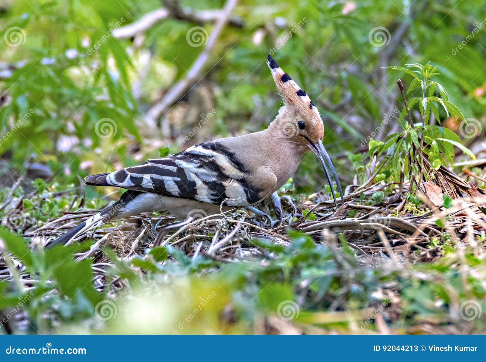 Common Hoopoe bird stock image. Image of family, jungle - 92044213