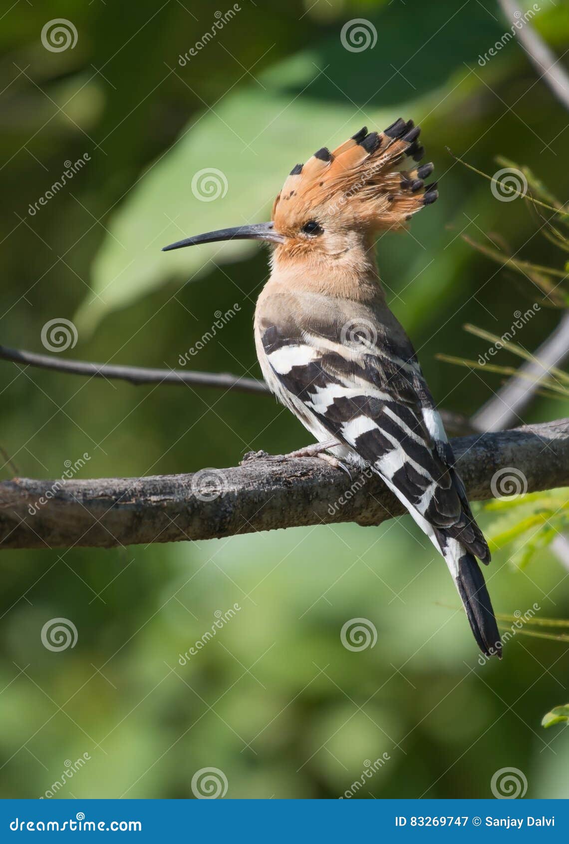 A common hoopoe bird stock image. Image of olive, common - 83269747