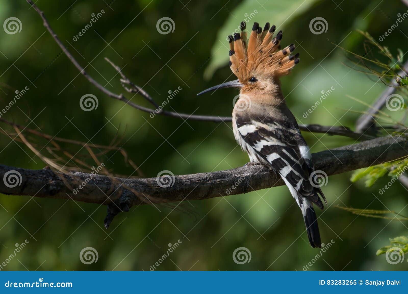 A common hoopoe bird stock image. Image of small, flower - 83283265