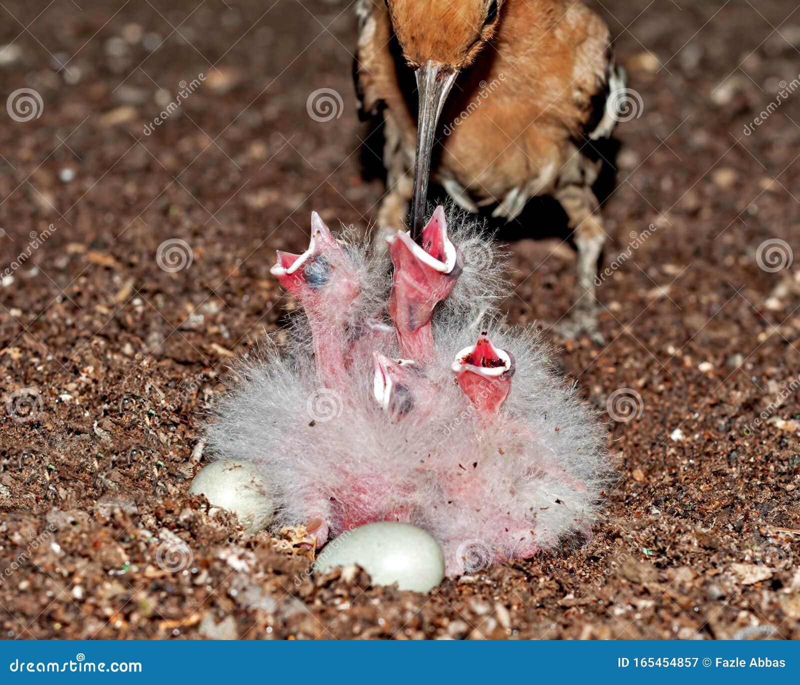 Common hoopoe stock image. Image of feeding, bird, wildlife - 165454857