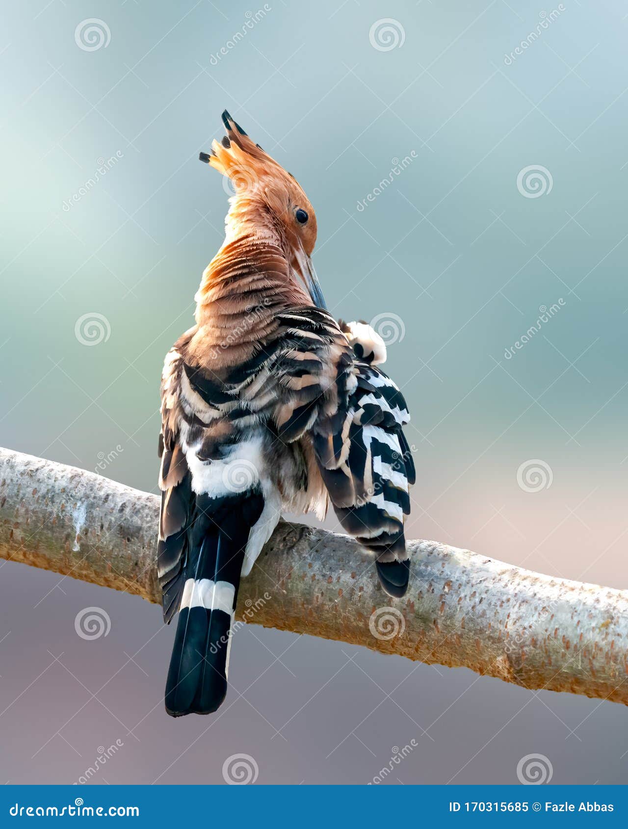 Common hoopoe stock image. Image of syedfabbas, animal - 170315685
