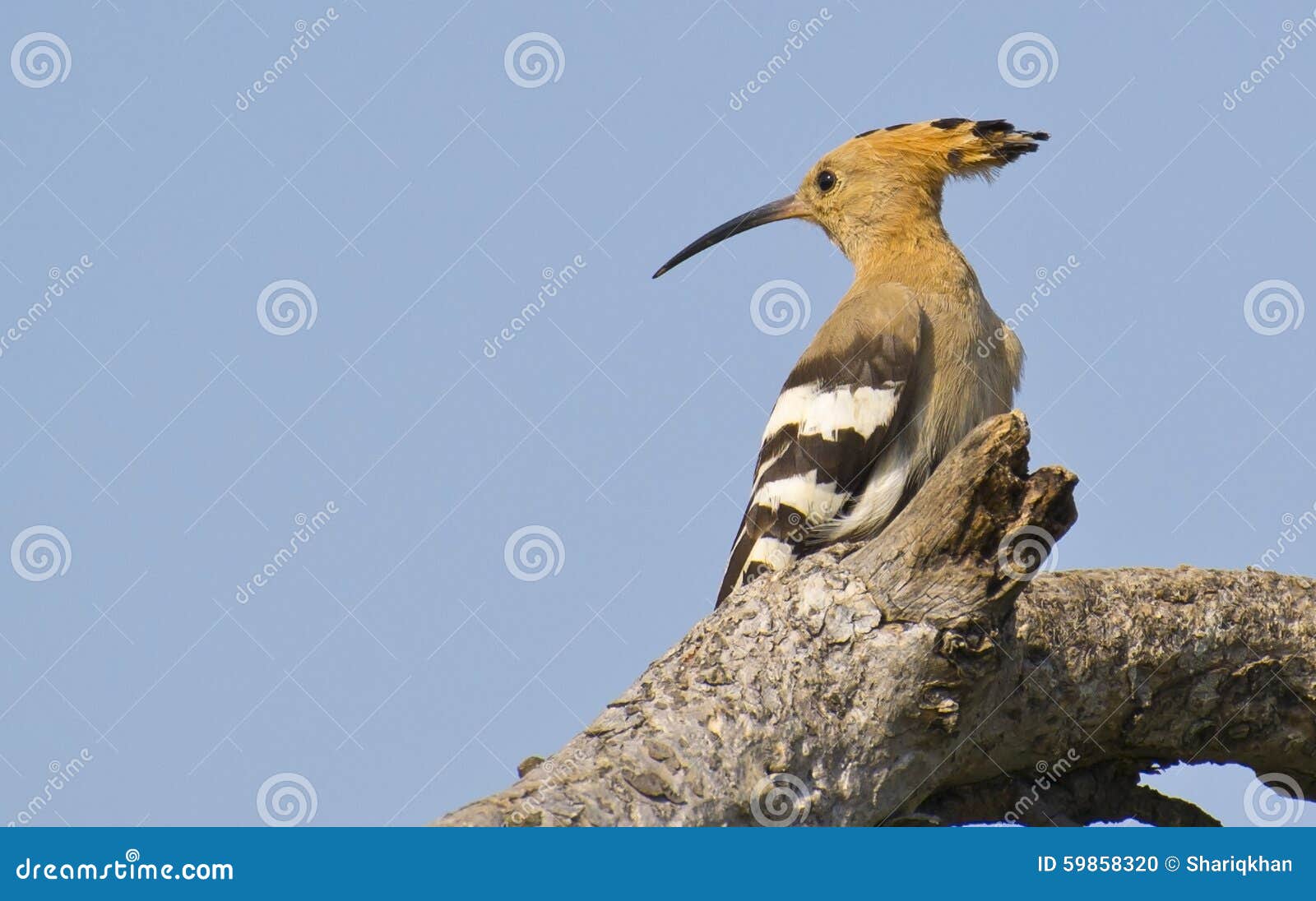 Beautiful Bird Hoopoe stock photo. Image of asian, upupa - 59858320