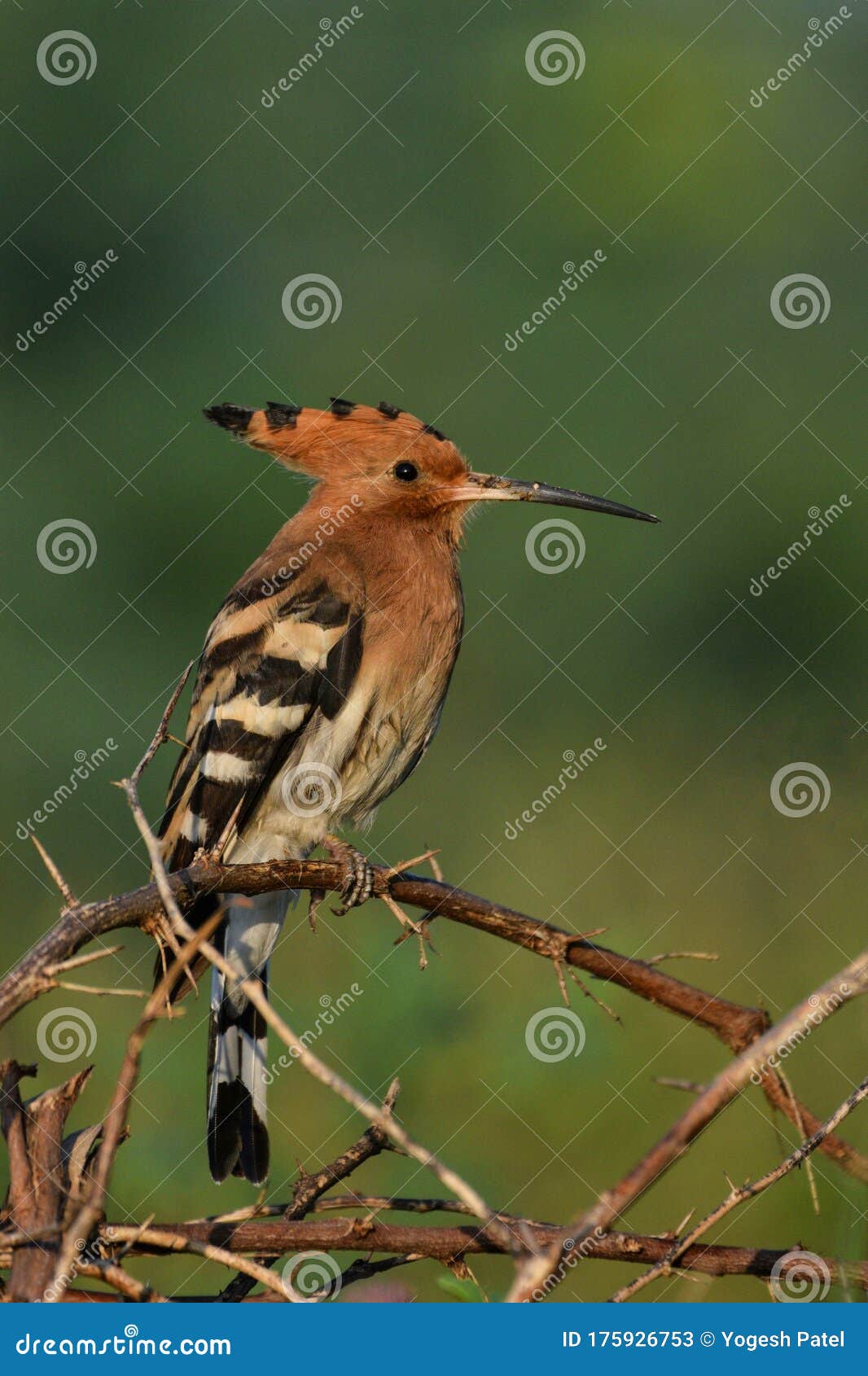 Common Hoopoe in Morning Light Stock Image - Image of wing, bird: 175926753