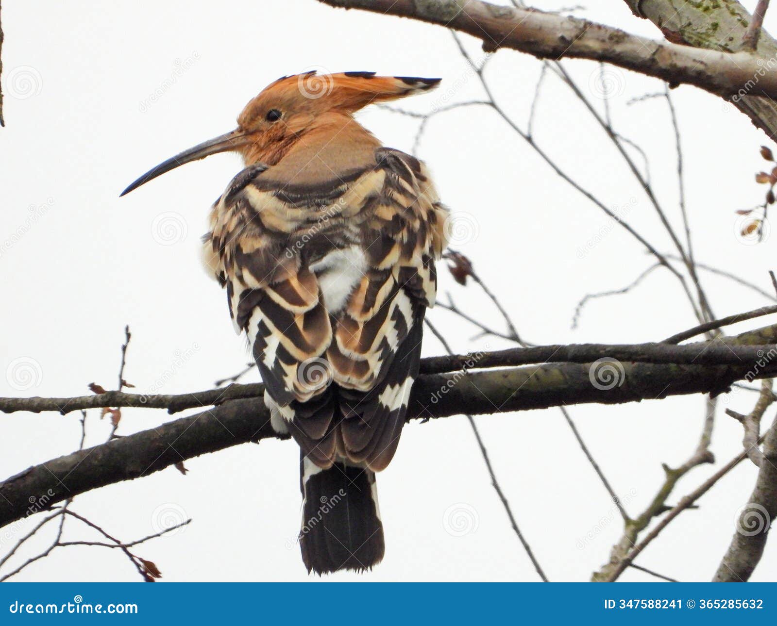 The Common Hoopoe Rest on the Tree Stock Image - Image of beats, medium ...