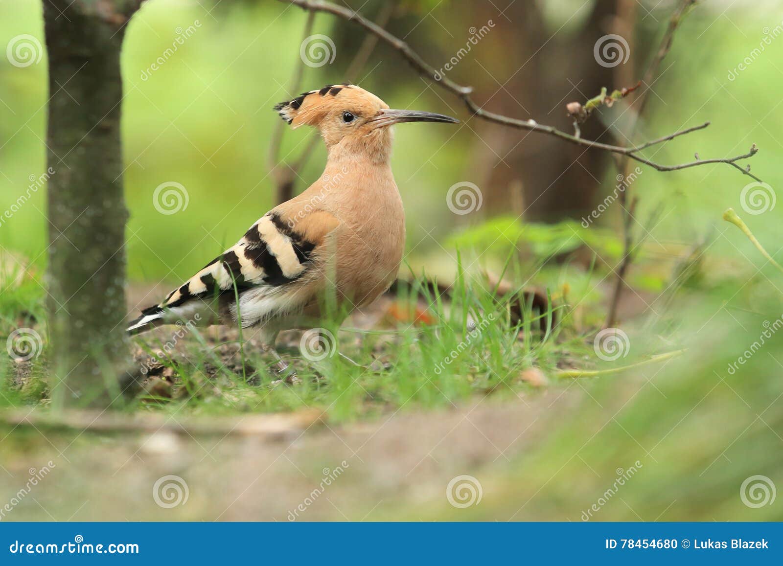 Common hoopoe stock photo. Image of grass, forest, adult - 78454680