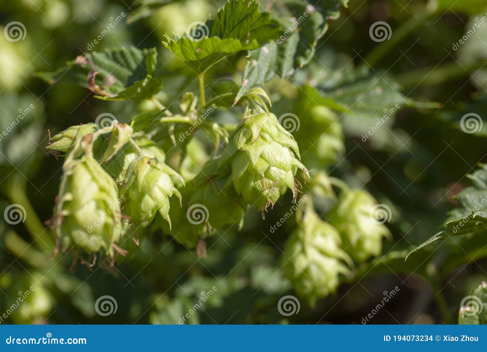Common hop stock photo. Image of grape, spring, green - 194073234