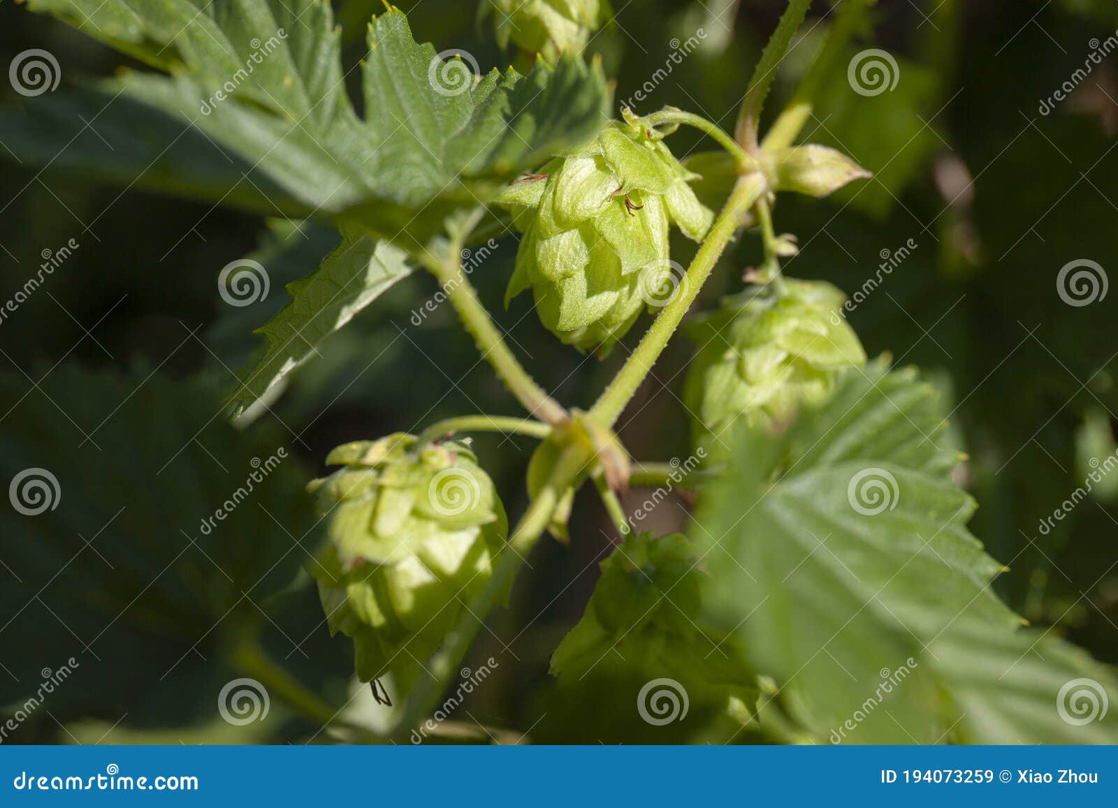 Common hop stock image. Image of growth, flower, grapes - 194073259