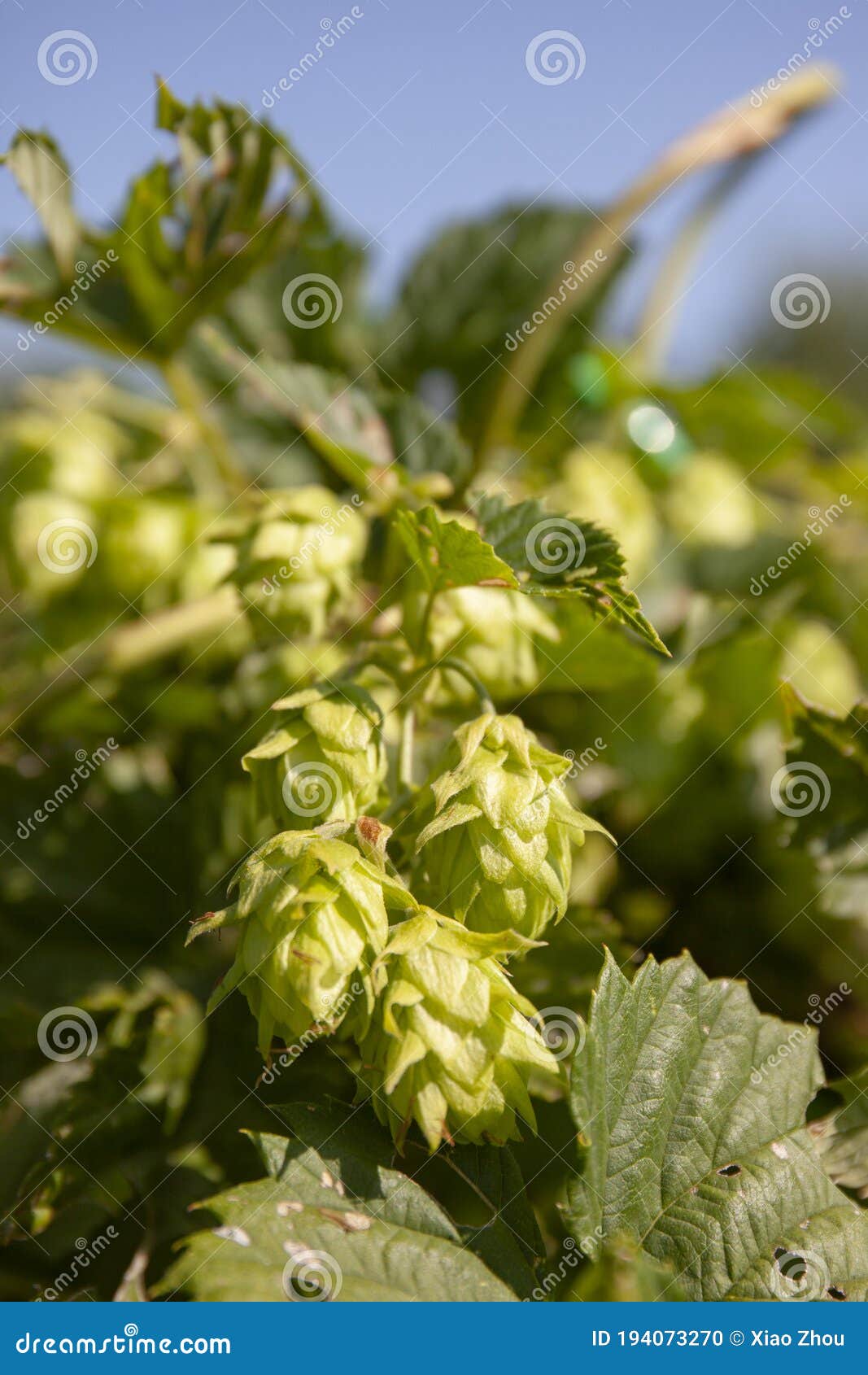 Common hop stock photo. Image of organic, foliage, garden - 194073270