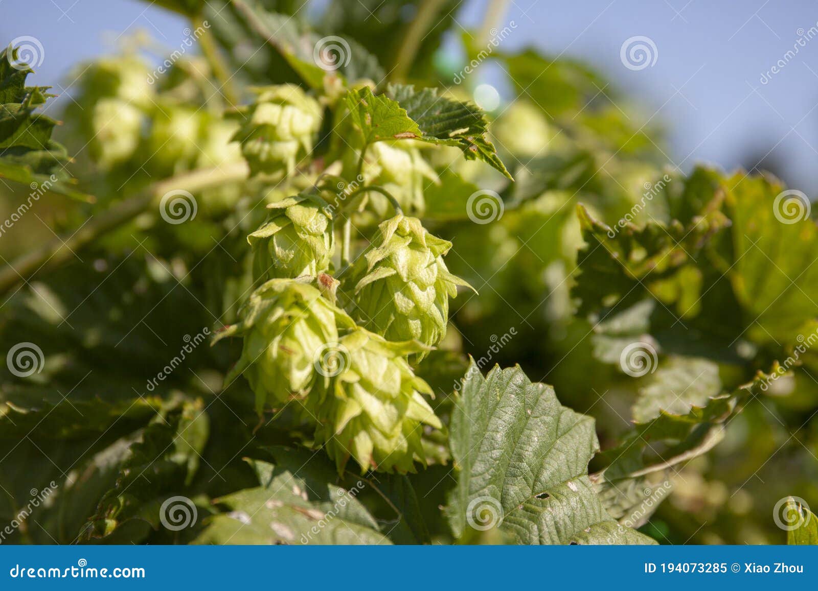 Common hop stock image. Image of branch, tree, plant - 194073285