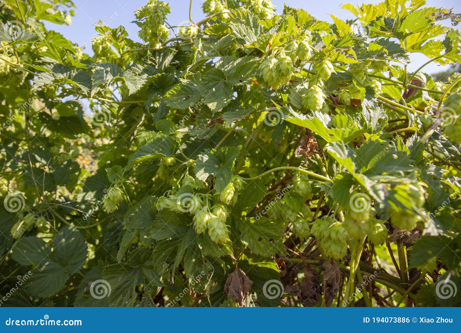 Common hop stock photo. Image of spring, summer, organic - 194073886