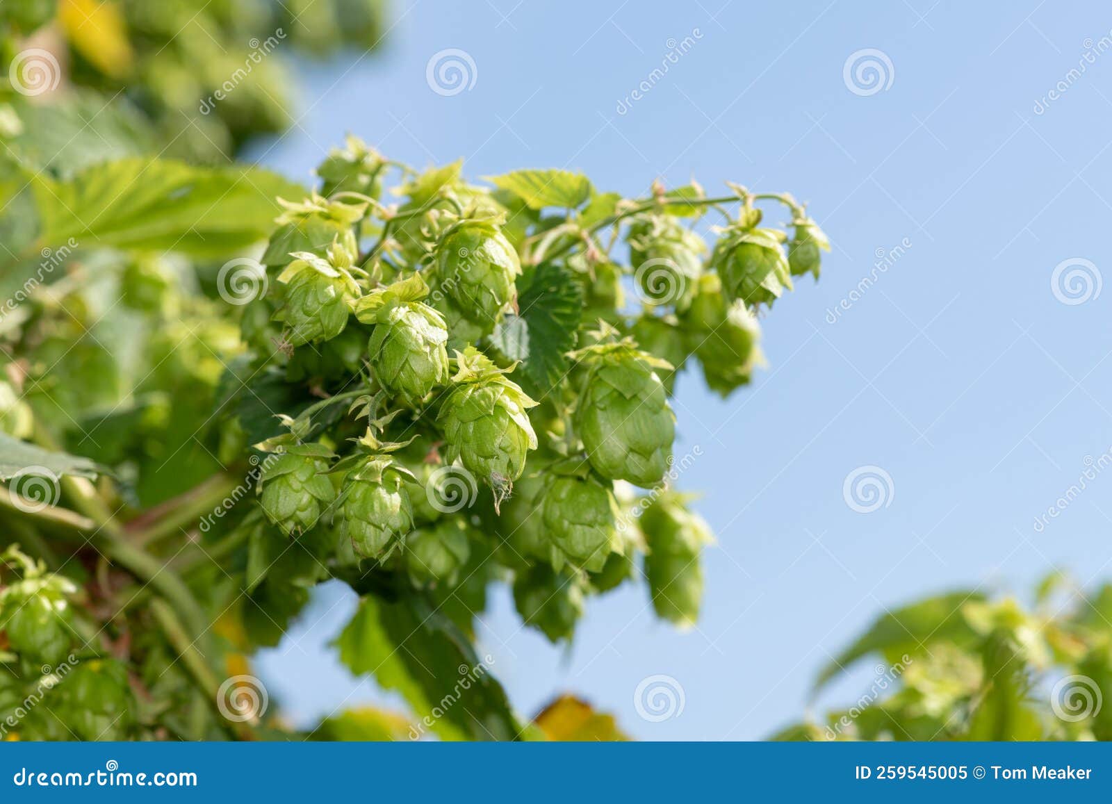 Common Hop Humulus Lupulus Flowers Stock Image - Image of botany, hops ...