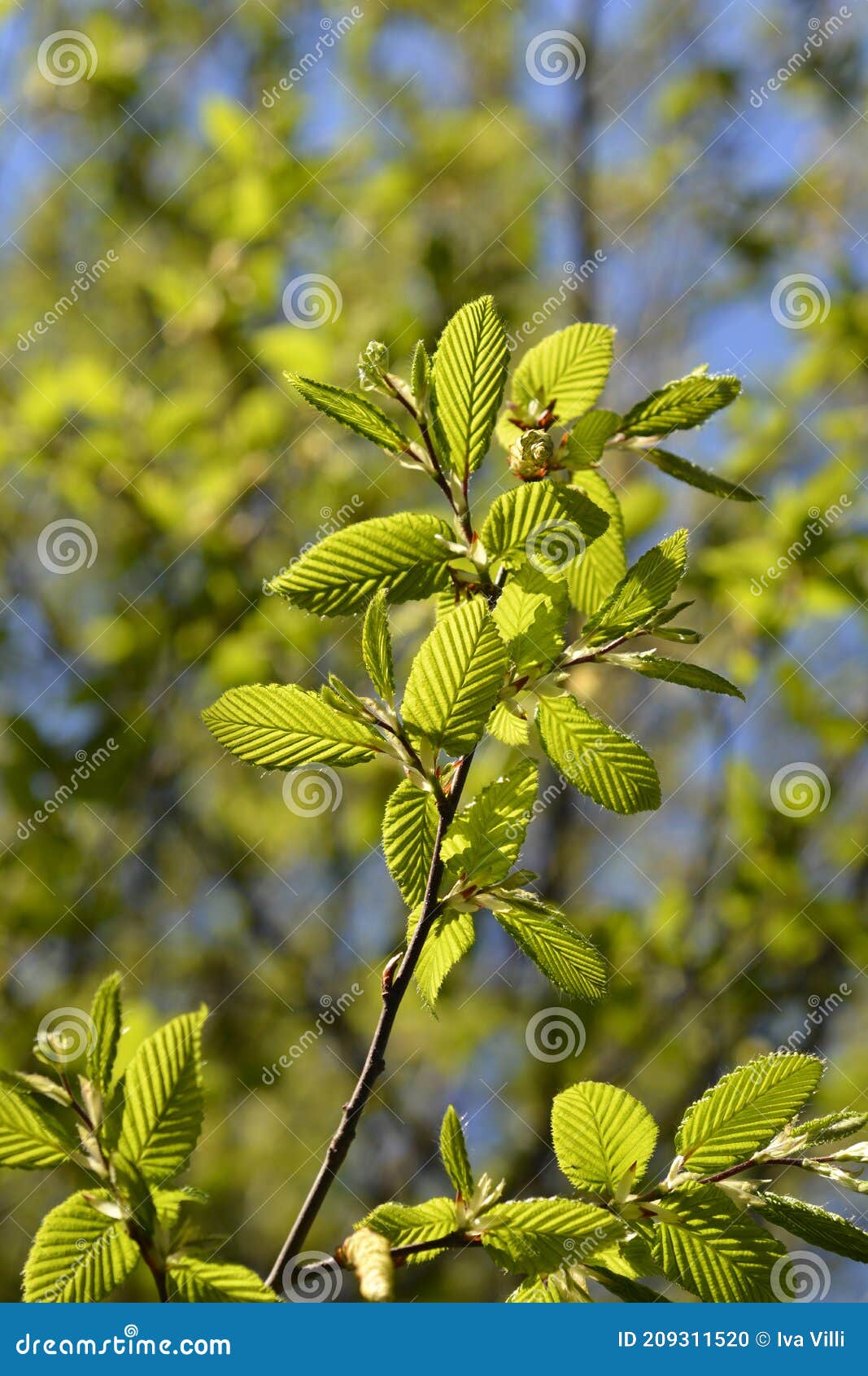 Common hornbeam stock photo. Image of charmille, spring - 209311520