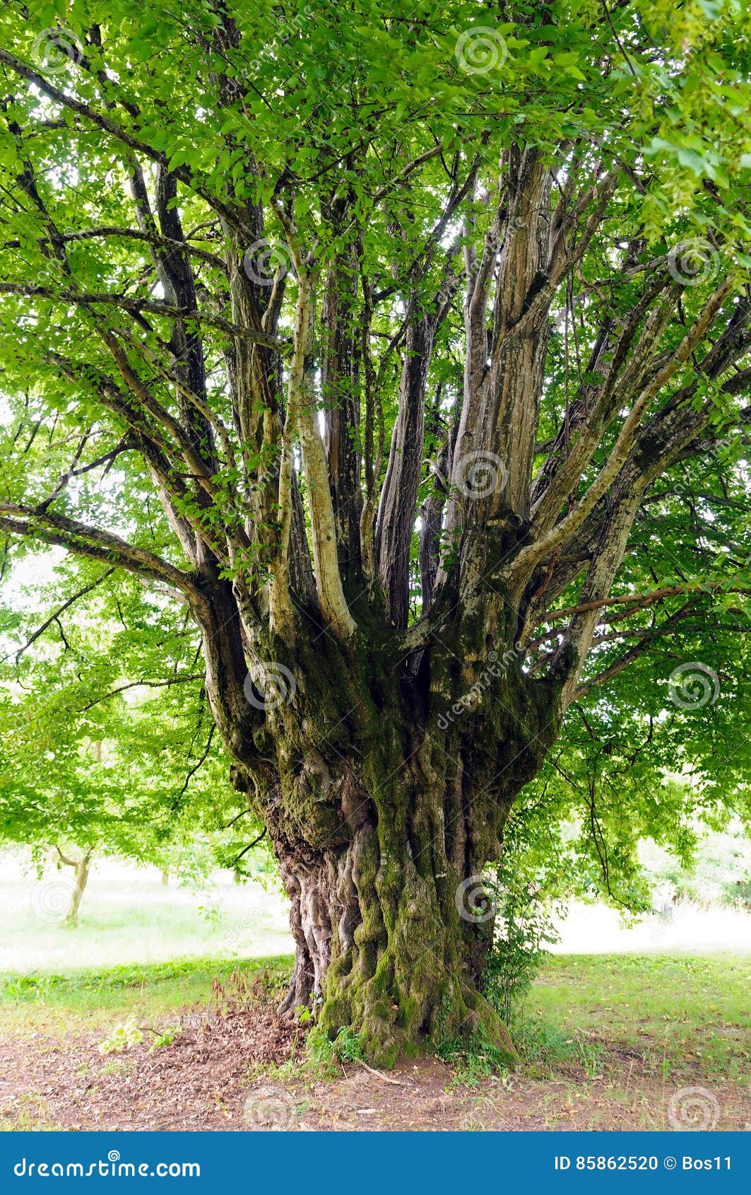 Hornbeam Carpinus Betulus Pyramidalis Elegant Columnar Tree With ...