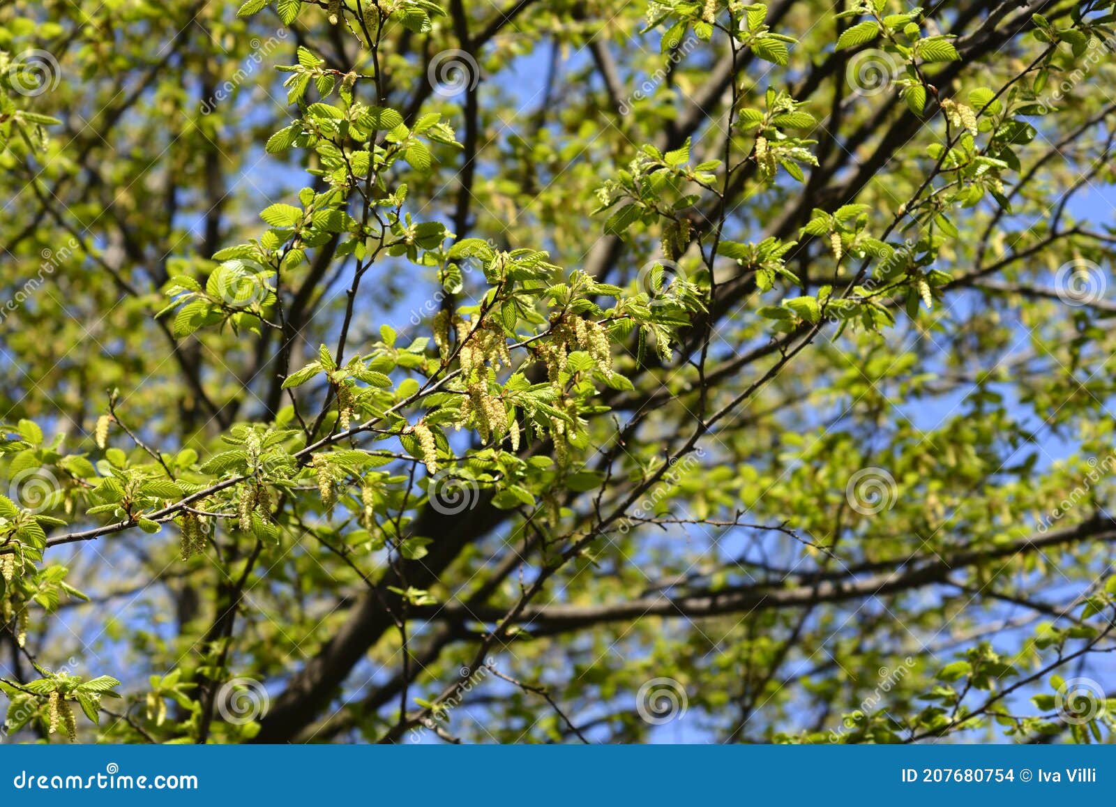 Common hornbeam stock photo. Image of flower, outdoors - 207680754