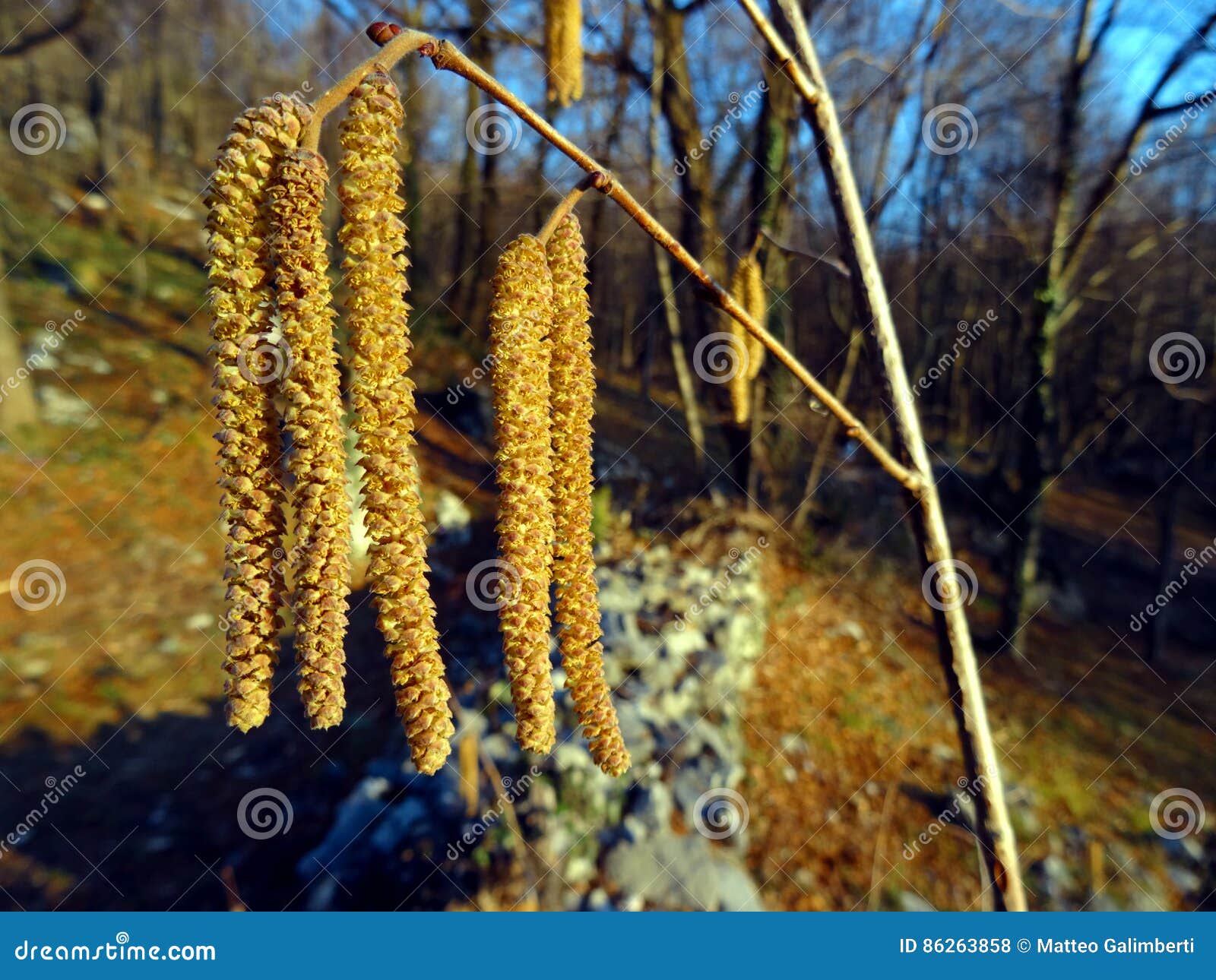 Common Hornbeam Flowers Spring Stock Photos - Free & Royalty-Free Stock ...
