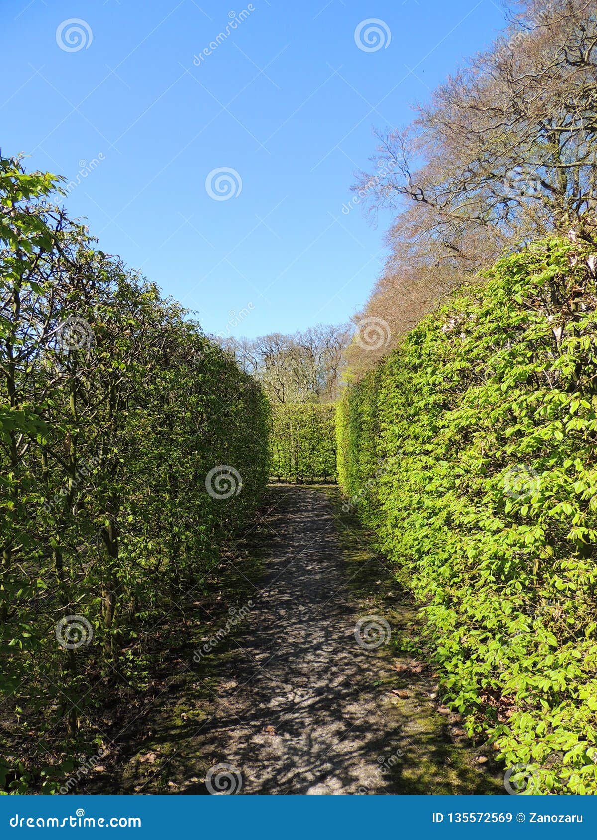 Common Hornbeam Hedge, Caprinus Betulus, in Spring Stock Image - Image ...