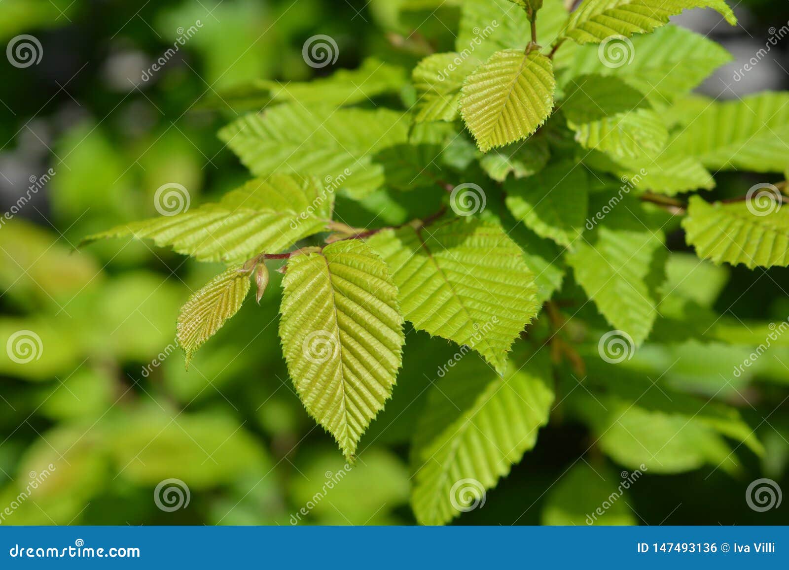 Common hornbeam stock photo. Image of beech, branch - 147493136