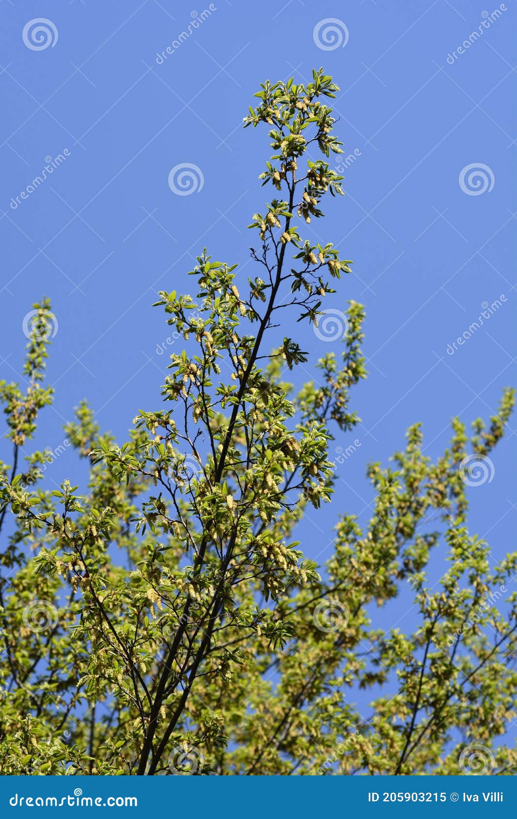 Common hornbeam stock image. Image of botany, tree, plant - 205903215