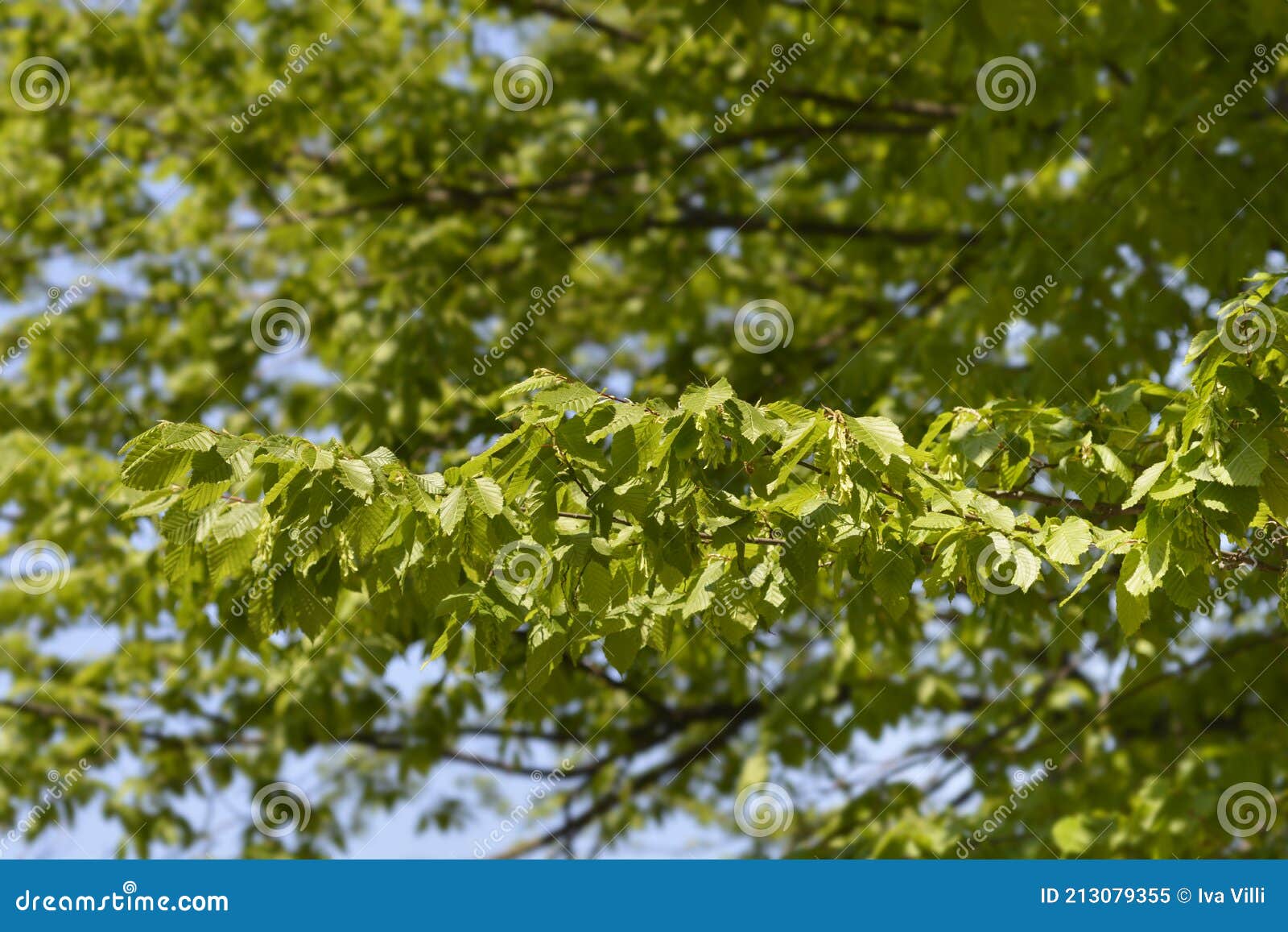 Common hornbeam stock image. Image of outdoors, carpinus - 213079355