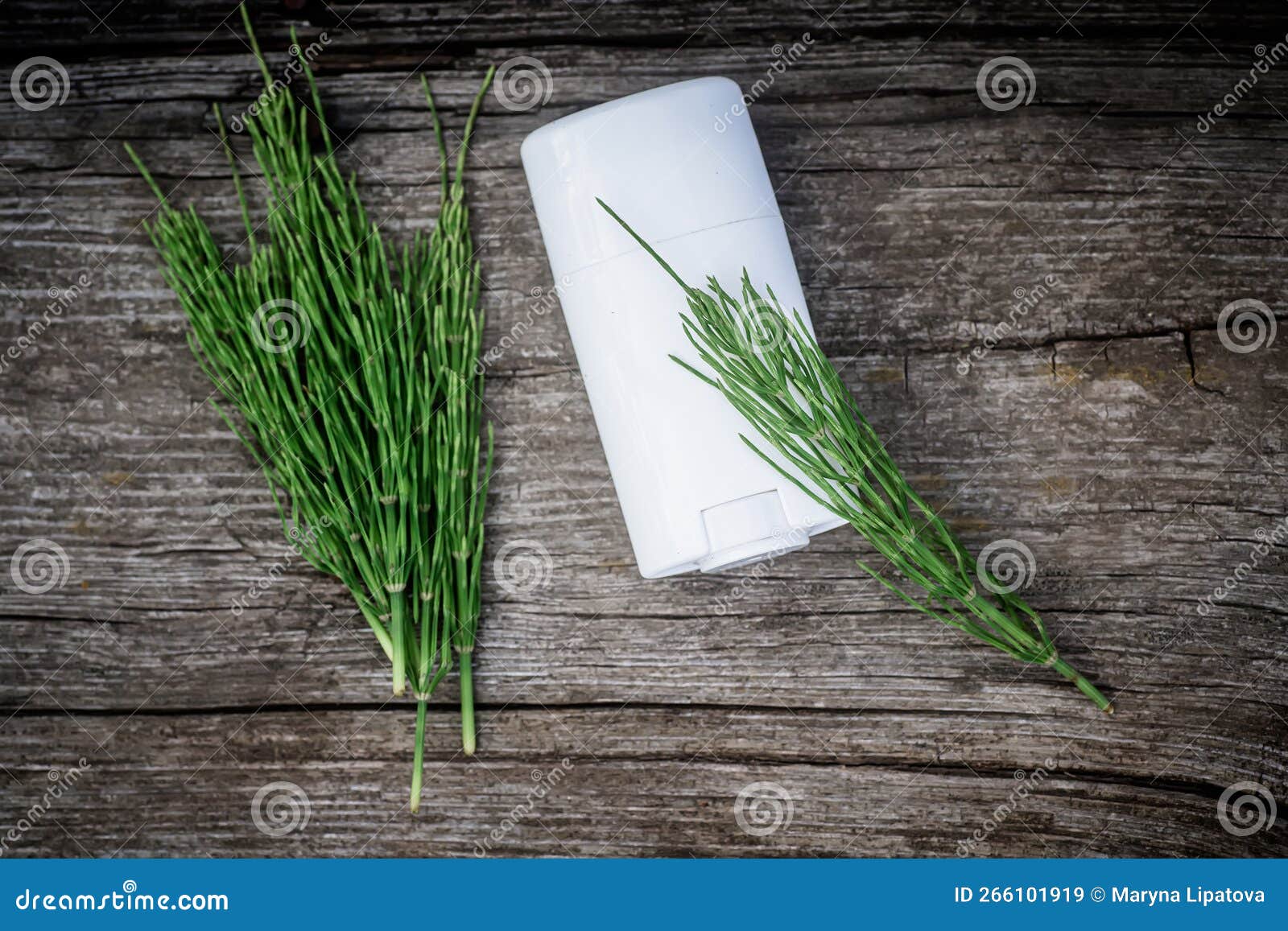 Common Horsetail Medicinal Herb Plant with Distilled Essential Oil ...