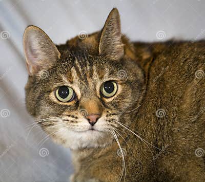 Common house cat stock image. Image of cute, eyes, kitty - 17945879
