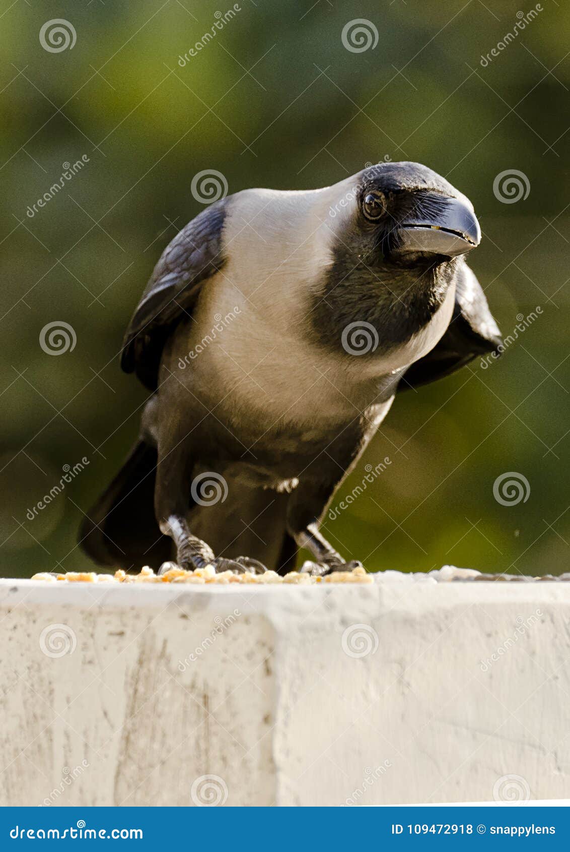 A common house crow stock photo. Image of house, eating - 109472918