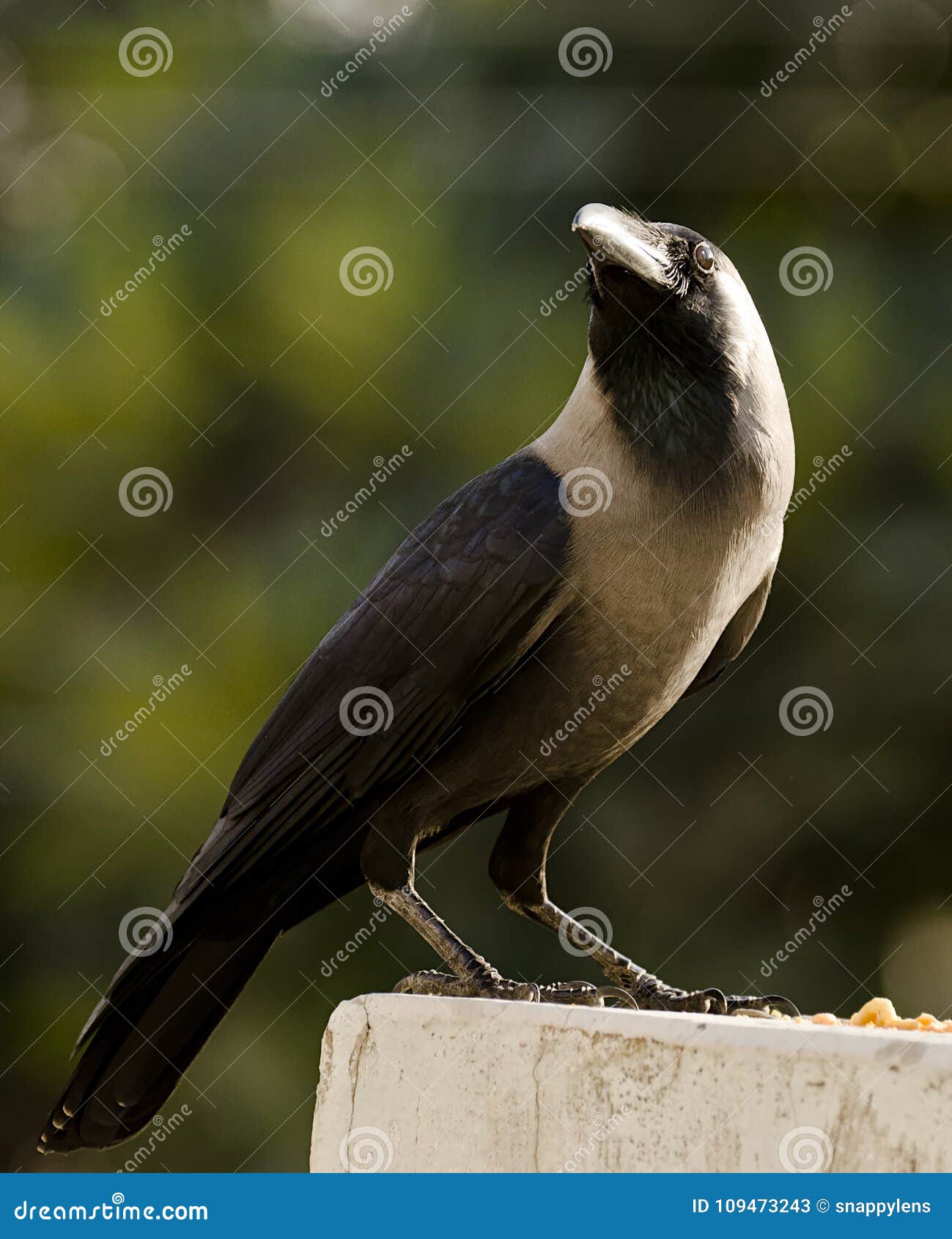A common house crow stock image. Image of common, house - 109473243