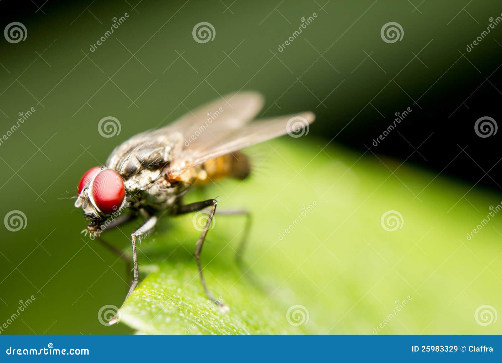 Common house fly stock image. Image of hairy, antenna - 25983329