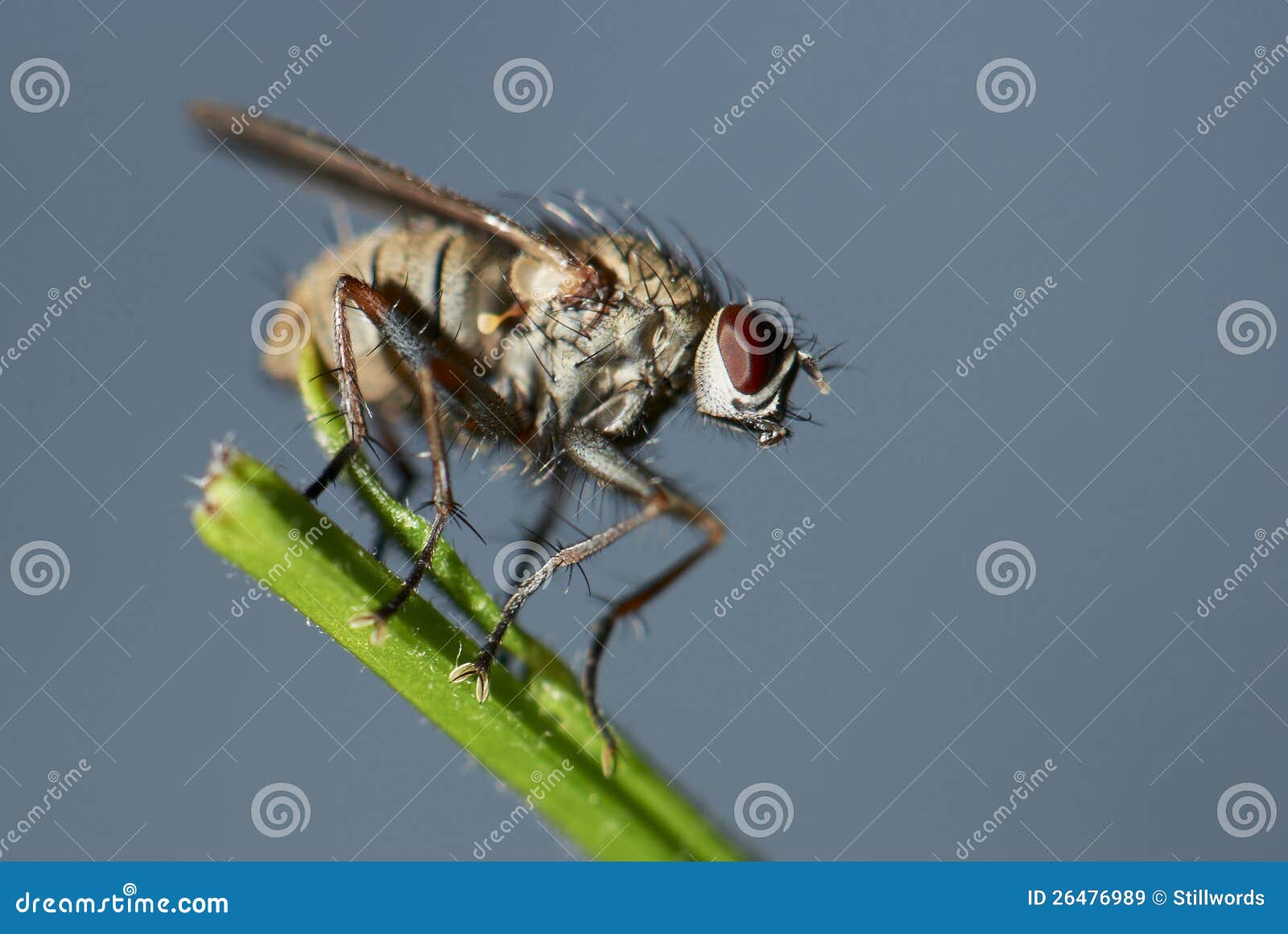 Common house fly stock image. Image of plant, studio - 26476989