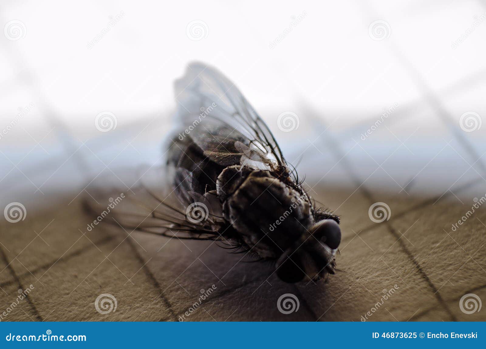 Common House fly stock image. Image of space, nature - 46873625