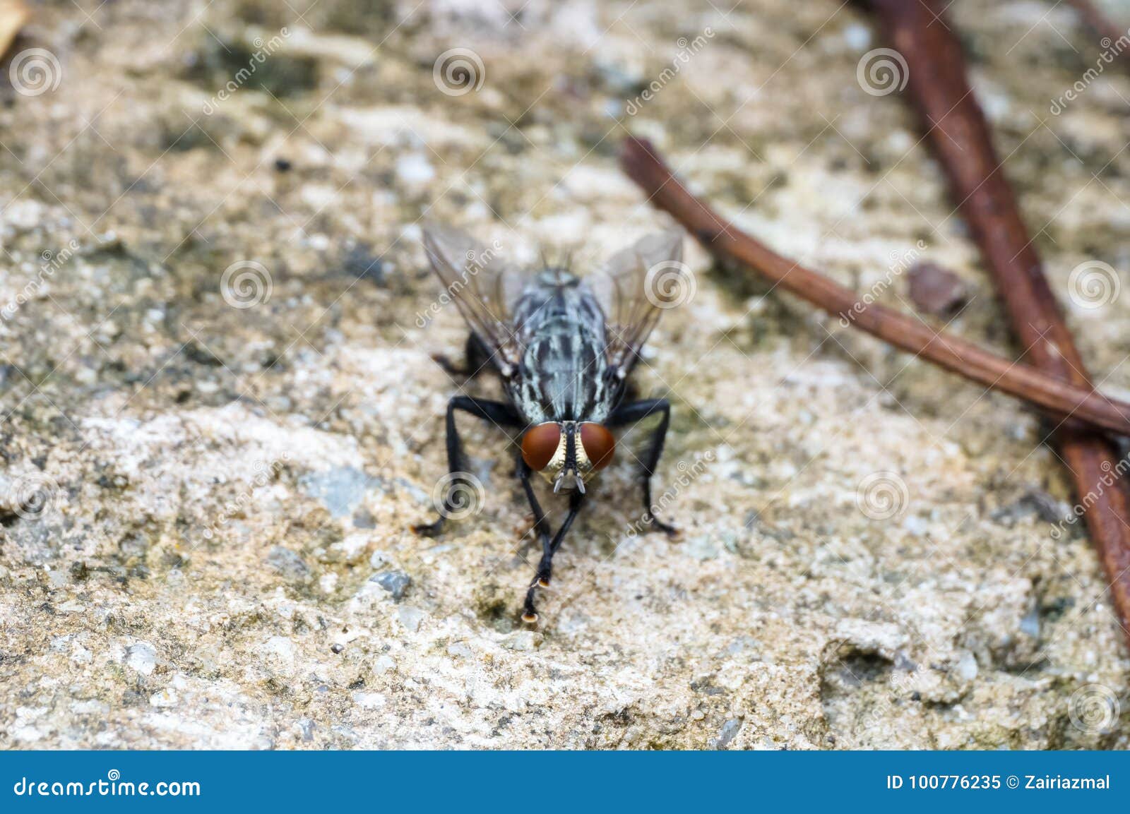 Common house fly stock image. Image of colorful, hairy - 100776235