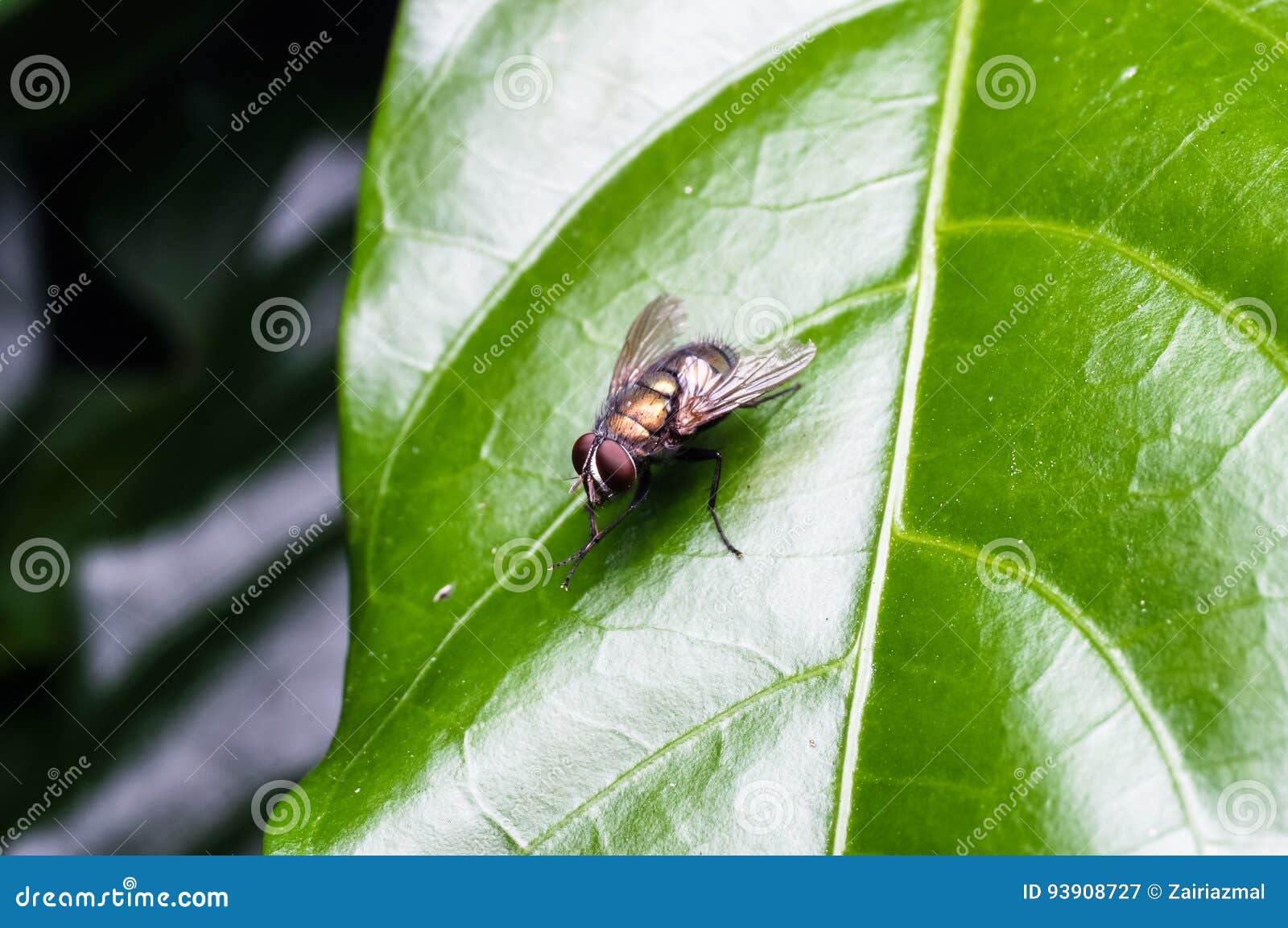 Common house fly stock image. Image of close, shot, common - 93908727