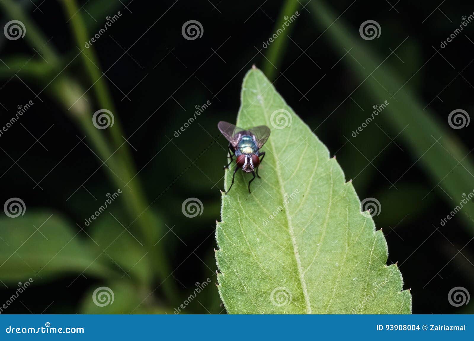 Common house fly stock photo. Image of musca, dirty, animal - 93908004