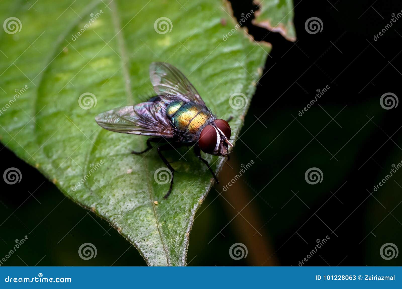 Common house fly stock image. Image of life, parasite - 101228063
