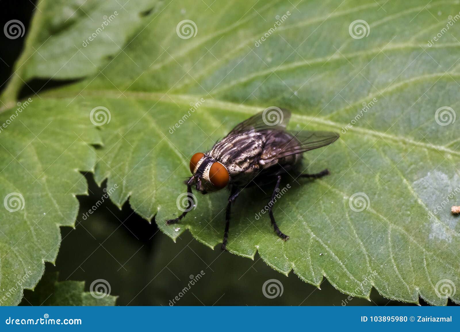 Common house fly stock photo. Image of insect, body - 103895980