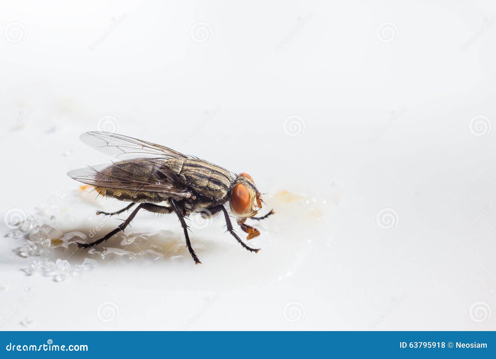 Common house fly stock photo. Image of glassware, food - 63795918