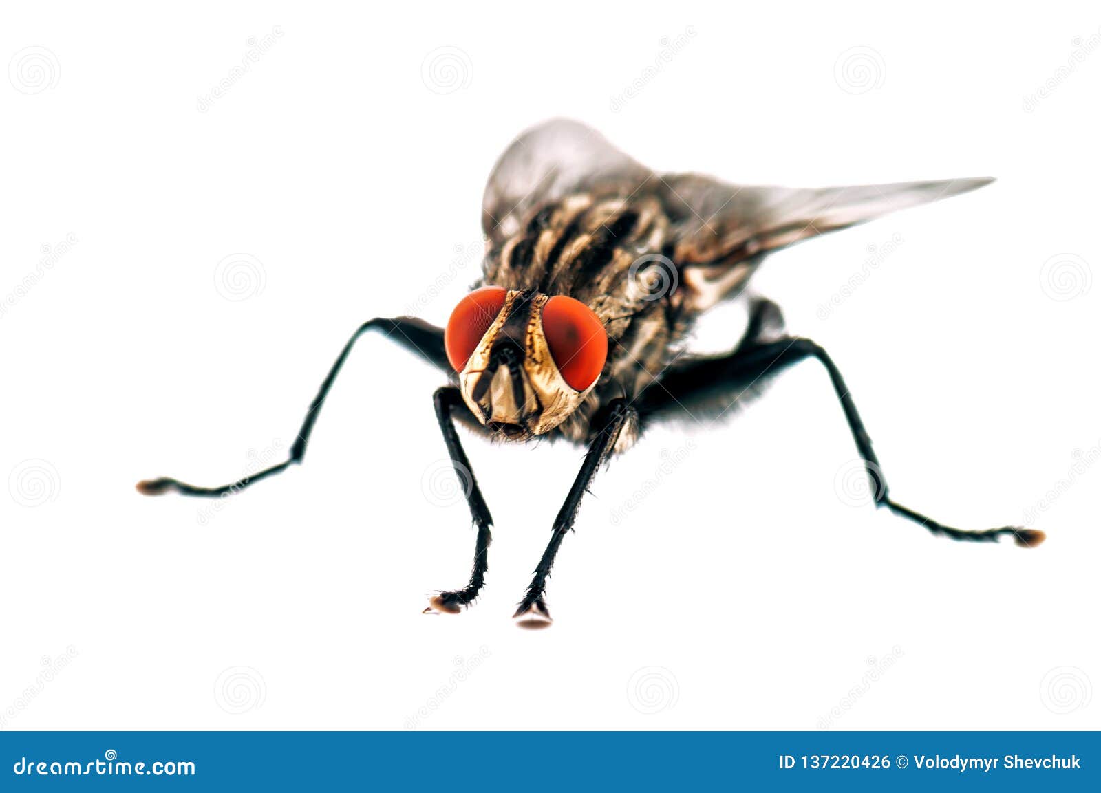 Common house fly on white stock photo. Image of life - 137220426