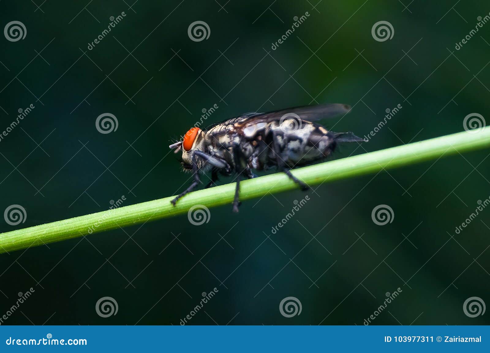 Common house fly stock image. Image of hairy, macro - 103977311