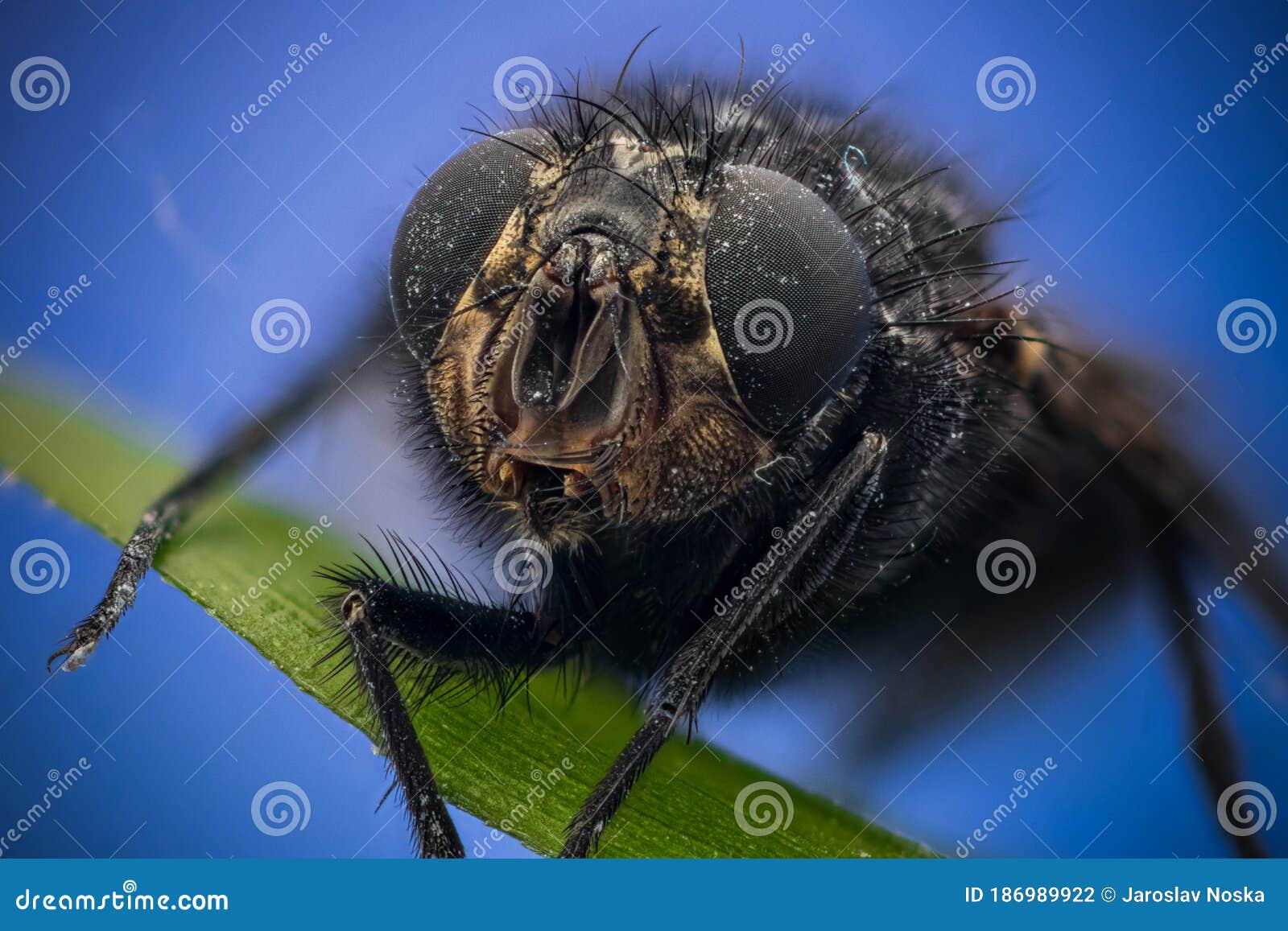 Common House Fly Musca Domestica Stock Photo - Image of animal, musca ...