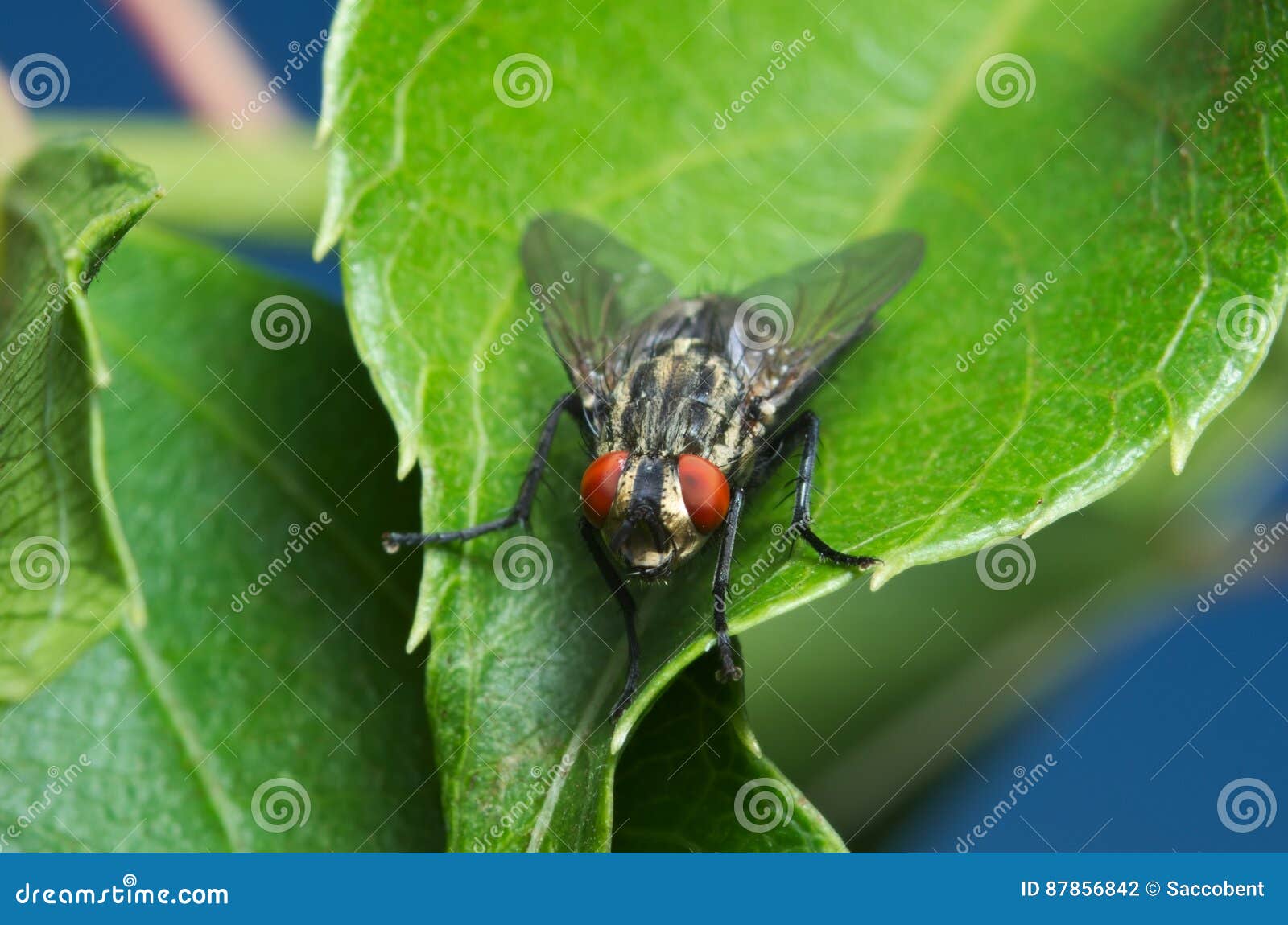 Common house fly stock photo. Image of unhygienic, house - 87856842