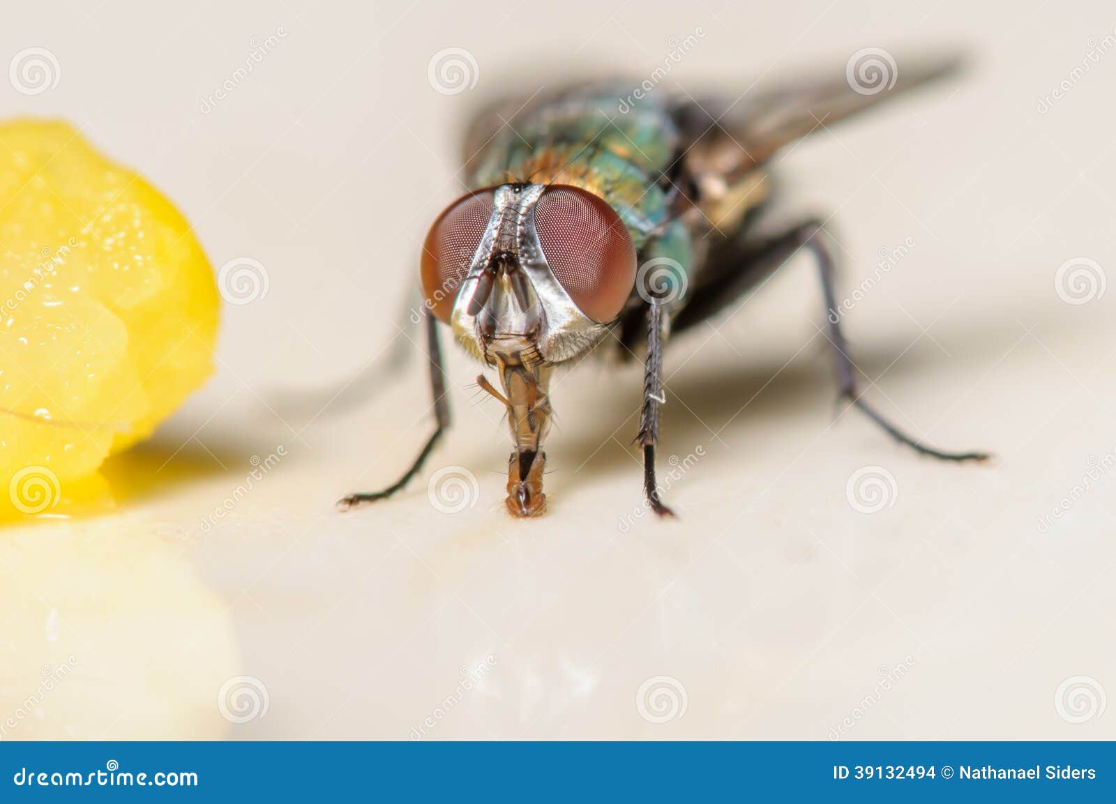 Common House Fly Next To a Piece of Corn Stock Photo - Image of summer ...