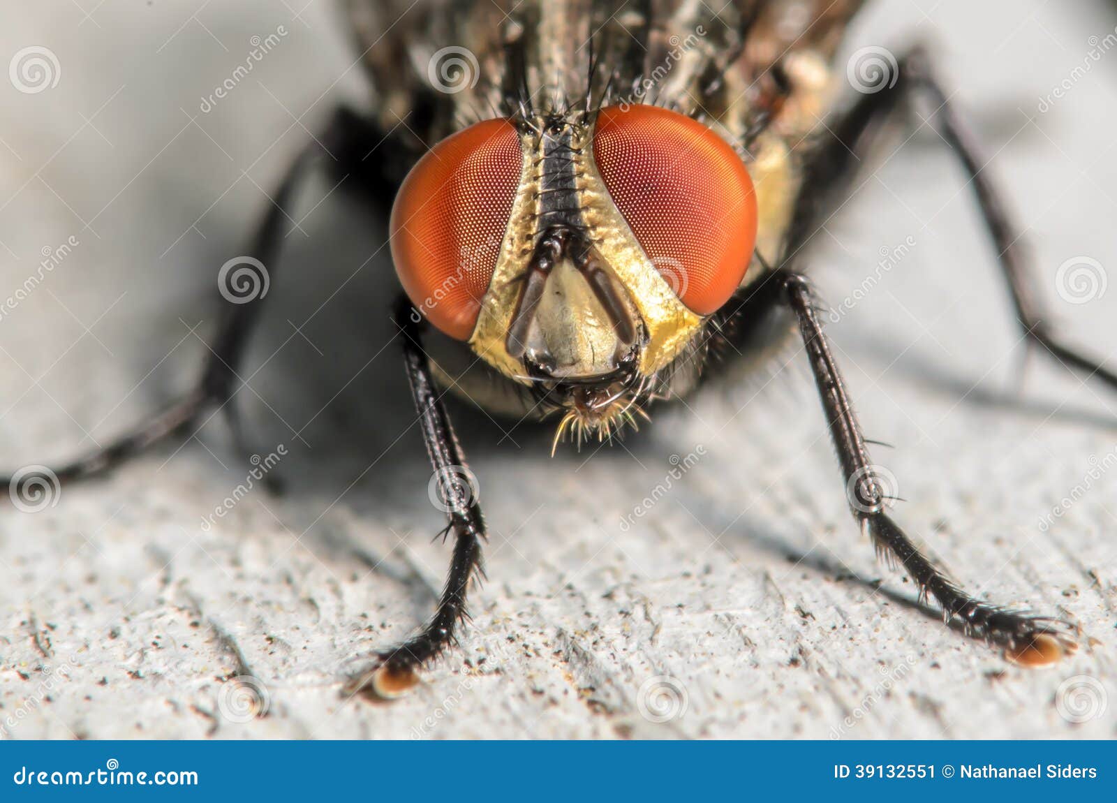 Common House Fly Portrait stock image. Image of macro - 39132551