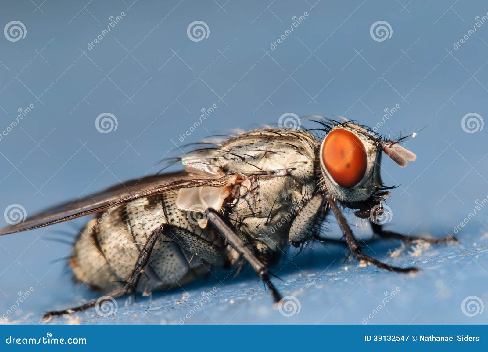 Common House Fly stock image. Image of detail, small - 39132547