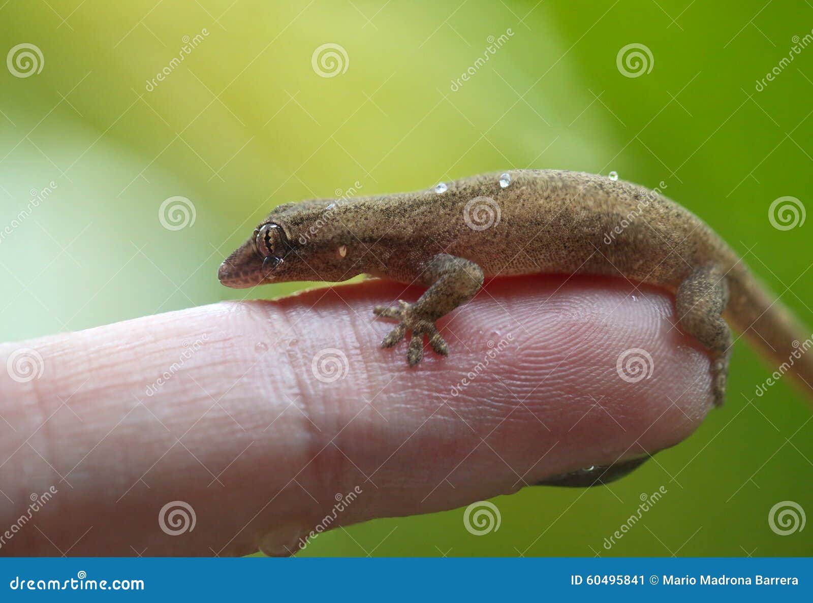 Common house gecko stock image. Image of house, tropical - 60495841