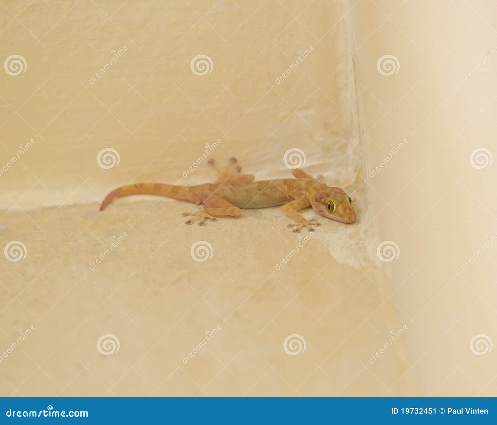 Common House Gecko on a Wall Stock Image - Image of reptile, head: 19732451