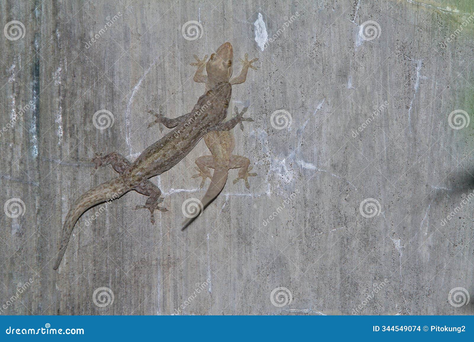 Common house lizards stock photo. Image of tail, drawing - 344549074